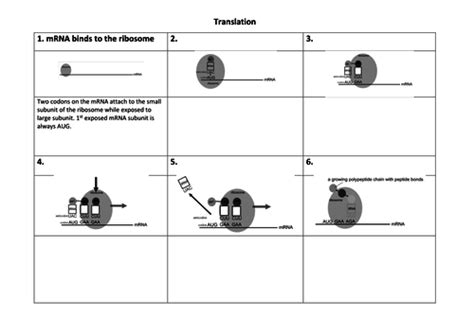 Ocr A Level Biology Module 2 Chapter 3 Dna Replication