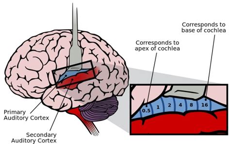 Secondary Somatosensory Cortex The Biology Blog