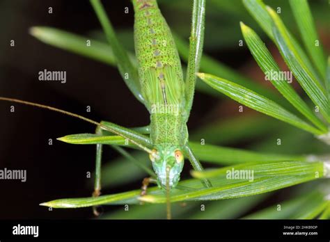 Larva Of A Grasshopper On A Plant A Close Up Of The Wing Appendages