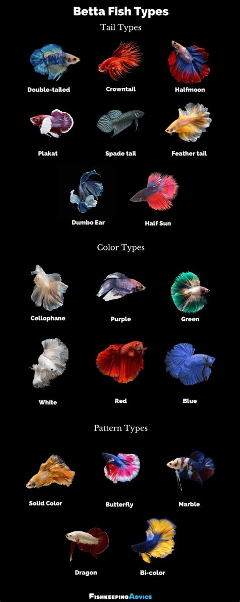 Types Of Betta Fish Which Is The Perfect One For You Fishkeeping World