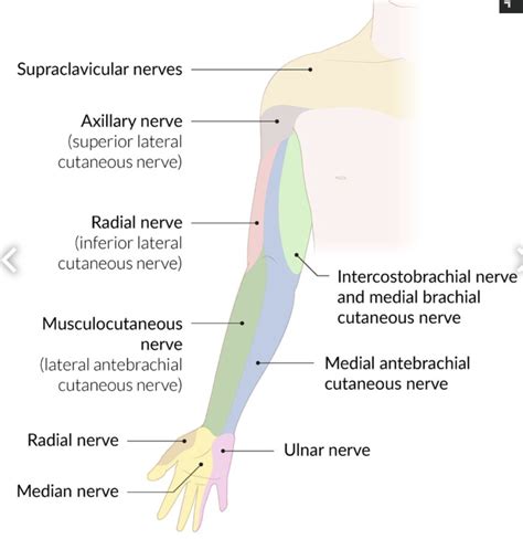 Nerves Arm Sensory Anterior View Diagram Quizlet