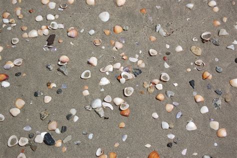 해변 조개 모래 Pixabay의 무료 사진 Pixabay