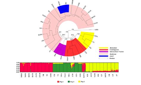 A Polar Dendrogram Based On UPGMA Method And Nei 28 Genetic