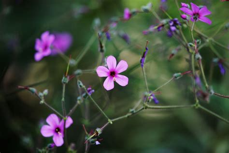 Canon EF 300mm F 2 8L IS II USM Images