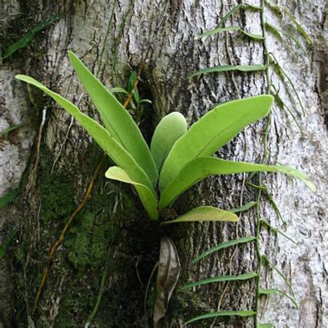 What Are Epiphytic Orchids Orchid Orchid Tree