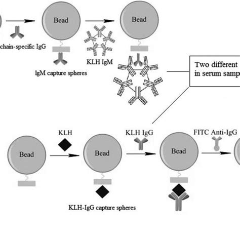 Schematic Of Cytometric Bead Array Cba Used To Evaluate Tdar