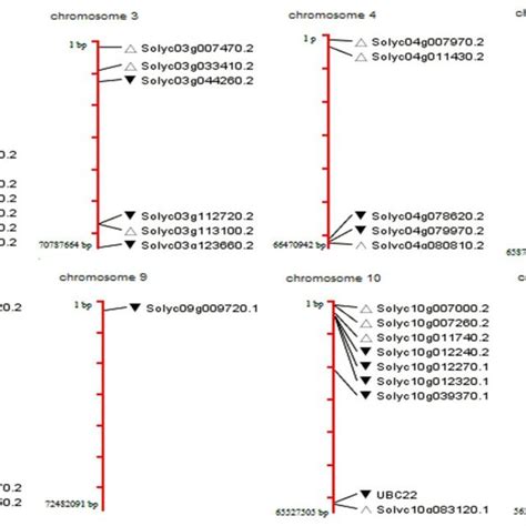 The Diagram Represents Chromosomal Map Of Tomato Genome Constructed By Download Scientific
