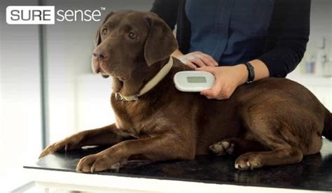 Suresense Microchip Reader Bol