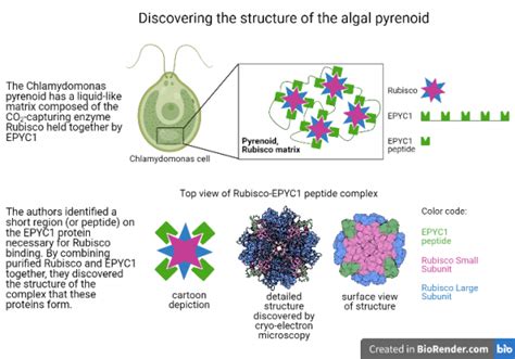 Structural Insights Into The Liquid Like Center Of The Eukaryotic Co2
