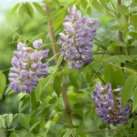 American Wisteria Wisteria Frutescens Amethyst Falls Roots Plants
