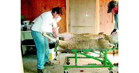 Естествено и изкуствено заплождане на овцете Български Фермер