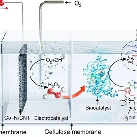 Coupled Three Compartment Photo Electro Biochemical Reactor For Lignin