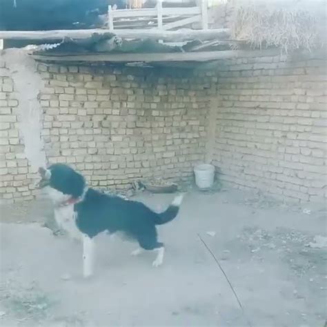 سگ قهدریجانی آدم گیر🧿💯سگقدرجونی سگنگهبان Dog Youtube