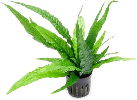 Java Fern Live Aquarium Plant House Plants Expert