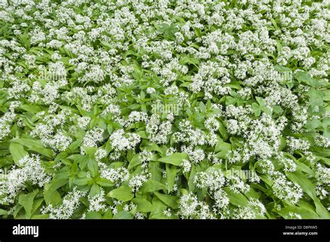Masses Of Wild Garlic Plants In Full Bloom Flowering Beneath Canopy Of