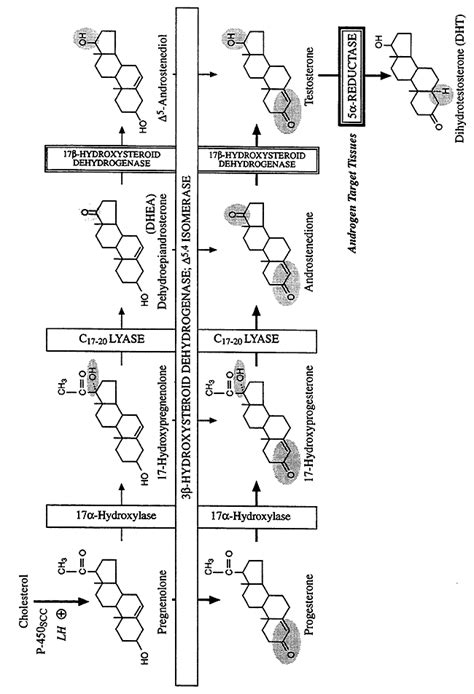Sex Steroid Hormones