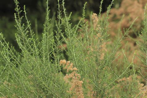 Chinese Shrub Wt Landcare Group