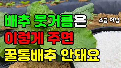 김장배추비료 15일 이내에 이렇게 줘야 굵고 크게 맛있는 배추 됩니닺 Youtube