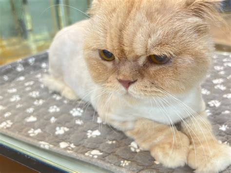 스코티쉬폴드 룽지 샴입양 셀커크렉스입양 스코티쉬폴드입양 스핑크스입양 아메리칸숏헤어입양 아비시니안입양 터키시앙고라입양 페르시안입양 애완견입양 반려견입양 털빠짐없는소형견종류