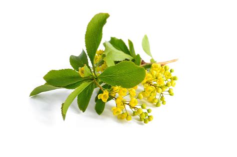 Berberis vulgaris | Medical Herbs