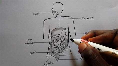 How To Draw Human Digestive System Step By Step YouTube