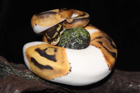 pied ball python cake for my gfs birthday 😹 r ballpython