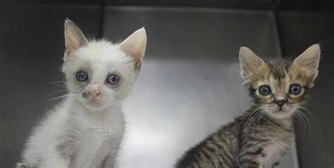 How I Treat Shell Rot In Turtles Vet Tails