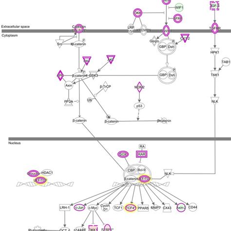 13 ipa analysis of microarray data of a2780s a2780cp paired cell line