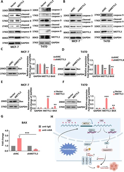METTL induces HR HER BC apoptosis via the m⁶A Bax caspase Download Scientific