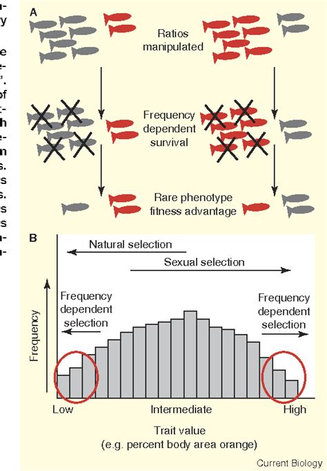 Frequency Dependent Selection