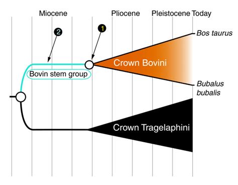 Fossil Taxa Relied Upon For Molecular Clock Calibrations May Produce