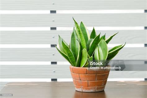 뱀 식물 또는 현악기 대마 악마 혀 흰 무늬 벽 배경에 진흙 냄비에 나무 테이블에 현대적인 가정 장식 인테리어 디자인을 위한 작은 상록 관엽식물 가정의 방에 대한 스톡 사진