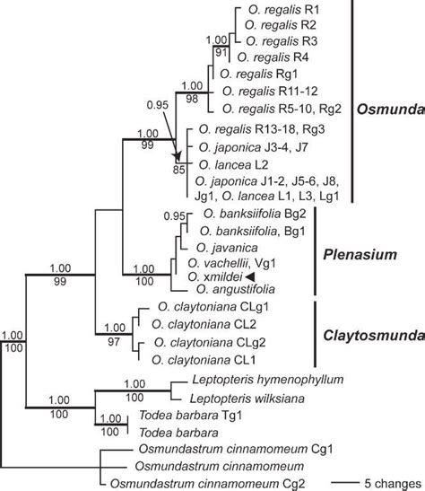 bayesian consensus tree based on chloroplast rbcl 1227 bp values