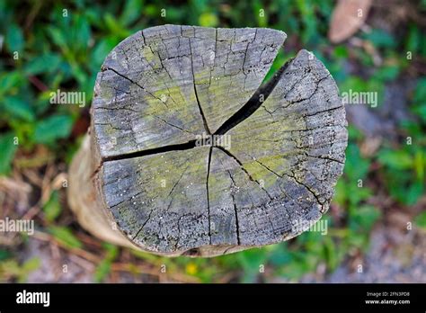 Cut Tree Trunk On Tropical Rainforest Stock Photo Alamy