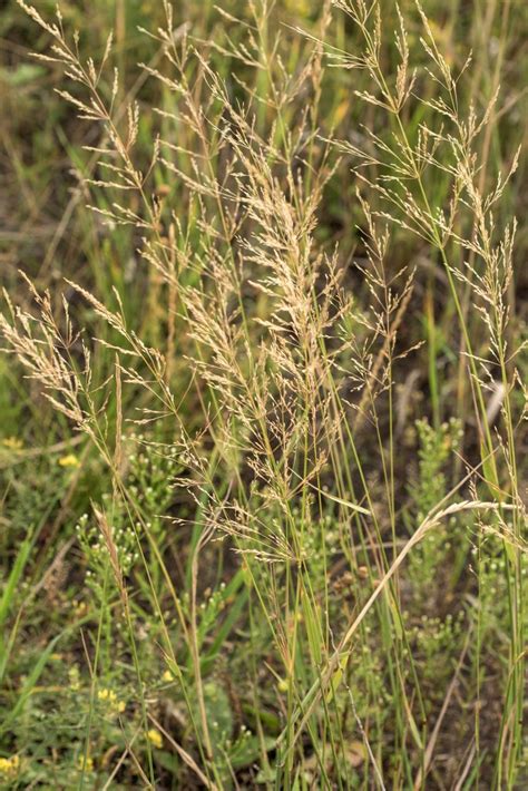 Redtop Agrostis Gigantea Flower Leaf Care Uses Picturethis