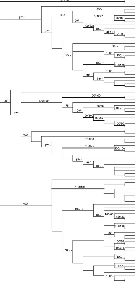 majority rule consensus tree based on bayesian analyses of lsu rdna