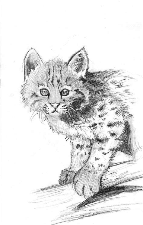 Bobcat By Eriopsis On DeviantArt