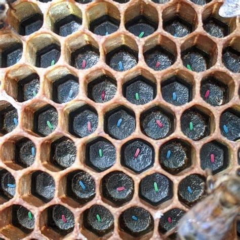 Медаря Честито Възкресение Христово Посрещането на Възкресението е свързано с надеждата за