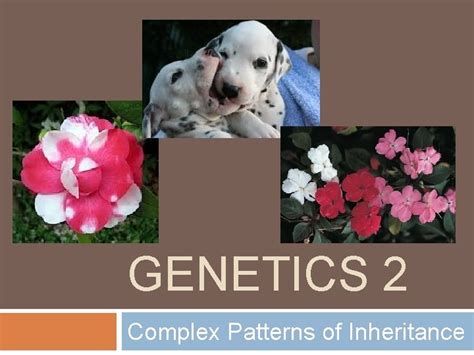 Genetics 2 Complex Patterns Of Inheritance How Is