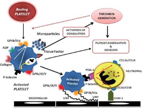 Platelet Abnormalities In Mpn Patients Platelet Qualitative Download Scientific Diagram