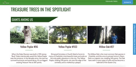 Trees Charlotte Treasure Trees 1893 Brand Studio