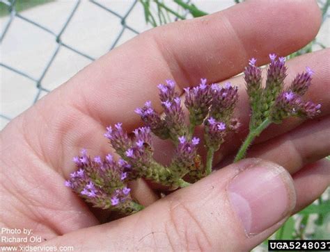 Washington State Noxious Weed Control Board
