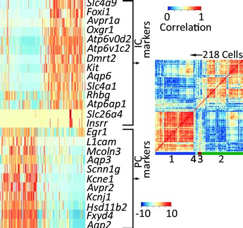 supervised clustering of cells based on genes known to be expressed in