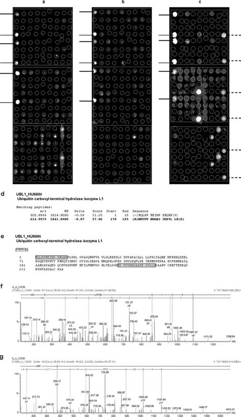 protein microarray based detection and mass spectrometry identification