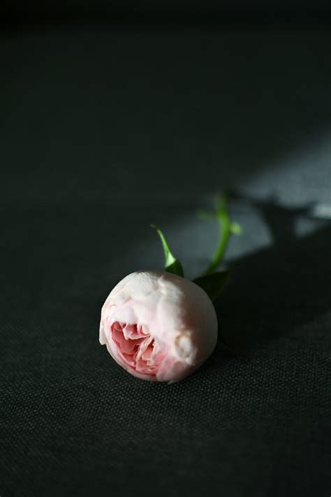 고독한 고립된 고요한 고요함 그림자 꽃 꽃꽂이 꽃무늬 꽃잎 낭만적인 녹색 줄기 단일 개체 대조 로맨스