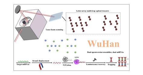 Lret Based Simultaneous Detection Of Dual Mirnas Via Multitrap Optical Tweezers Assisted