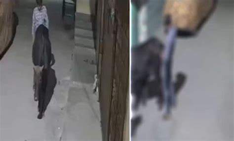 Unnatural Sex With Cows نوجوانوں نے گائے کا ریپ کردیا، ویڈیو وائرل ہونے پر دو گرفتار ویڈیو