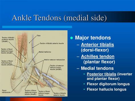 Ppt Ankle Anatomy And Exam Powerpoint Presentation Free Download