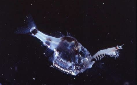 Interesting Facts About Deep Sea Hatchetfish Fact Bud