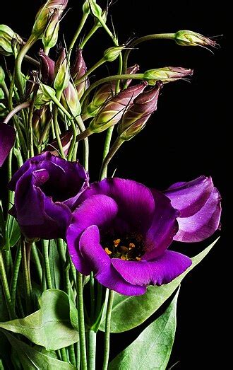 Eustoma Wikipedia
